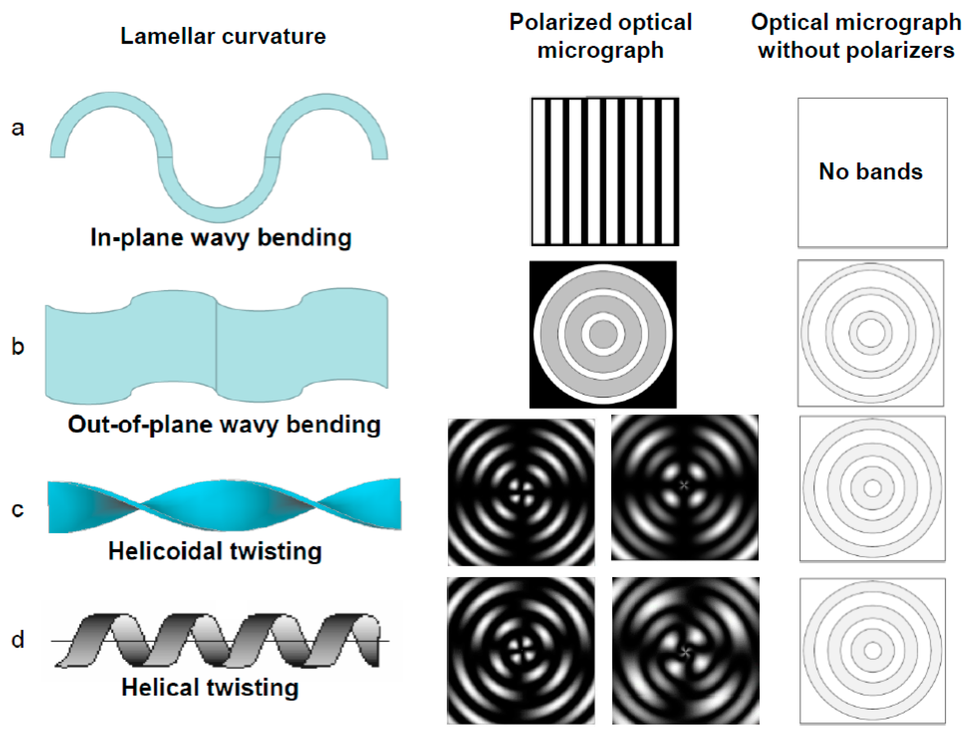 Organization of Twisting Lamellar Crystals in Birefringent Banded ...