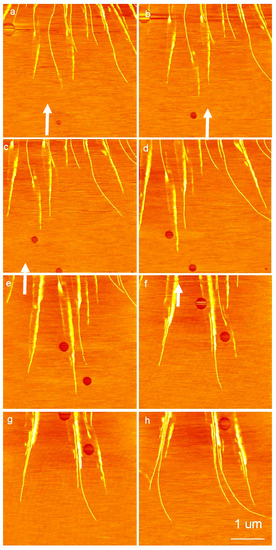 Organization of Twisting Lamellar Crystals in Birefringent Banded ...