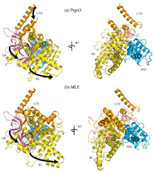 Structural Basis of DEAH/RHA Helicase Activity