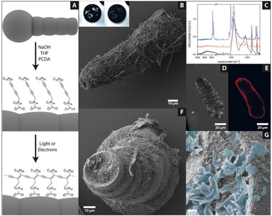 Hybrid Biomimetic Materials from Silica/Carbonate Biomorphs
