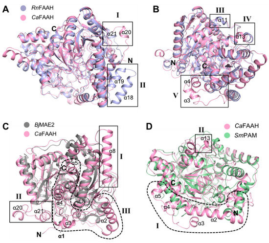 Comparison of Candida Albicans Fatty Acid Amide Hydrolase Structure ...