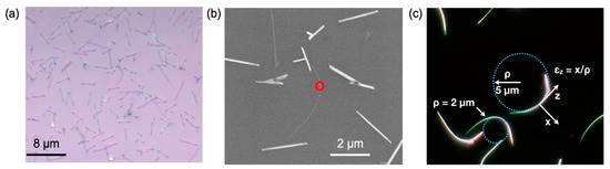 Growth and Strain Engineering of Trigonal Te for Topological Quantum ...