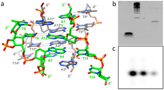 Molecular Dynamics Simulation of Homo-DNA: The Role of Crystal Packing ...