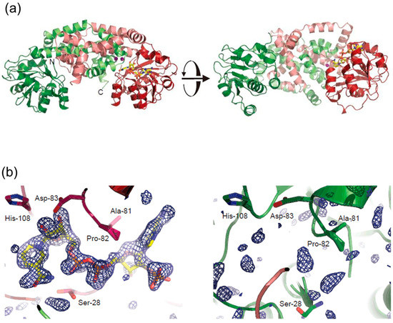 Crystal Structure of IlvC, a Ketol-Acid Reductoisomerase, from ...