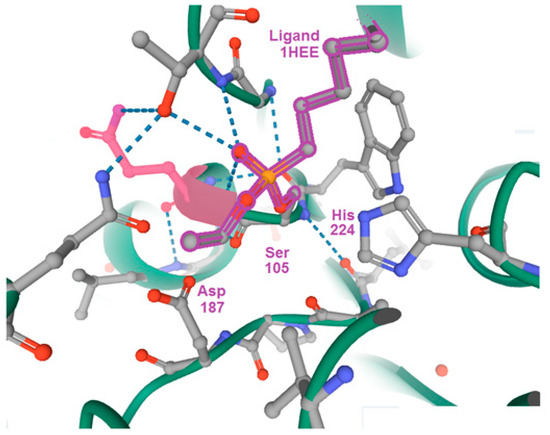 Quarter of a Century after: A Glimpse at the Conformation and Mechanism ...