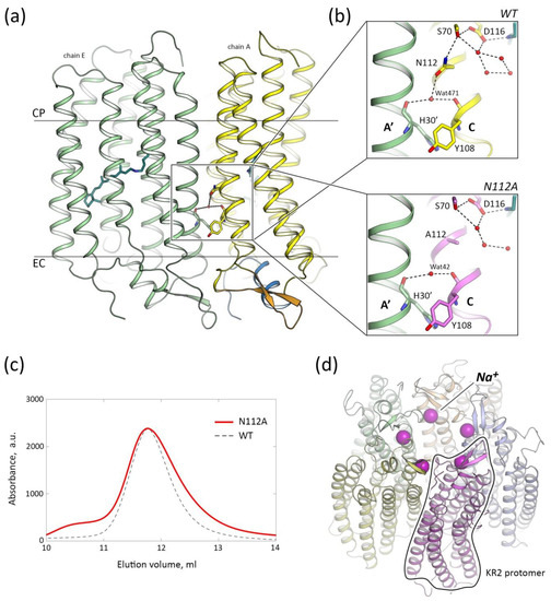 Crystal Structure of the N112A Mutant of the Light-Driven Sodium Pump KR2