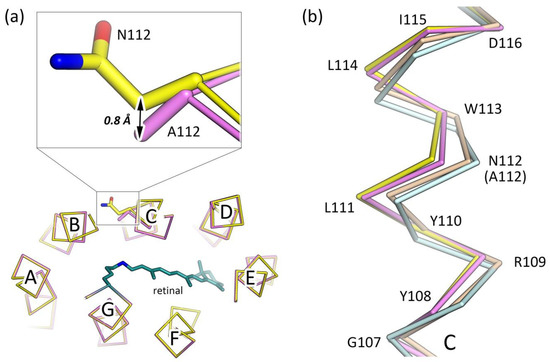 Crystal Structure of the N112A Mutant of the Light-Driven Sodium Pump KR2