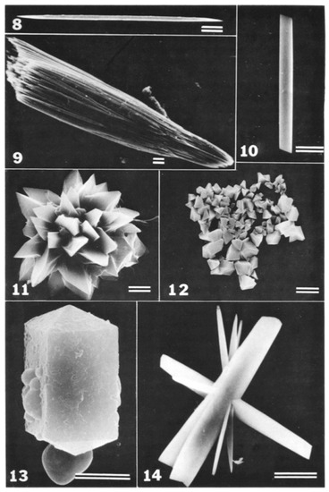 Biocrystals in Plants: A Short Review on Biomineralization Processes ...
