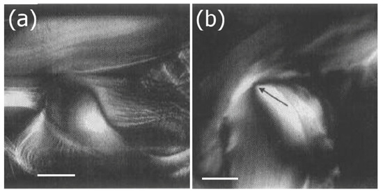 Novel Trends in Lyotropic Liquid Crystals