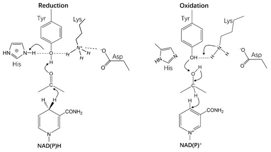 Molecular Mechanism Study on Stereo-Selectivity of α or β ...