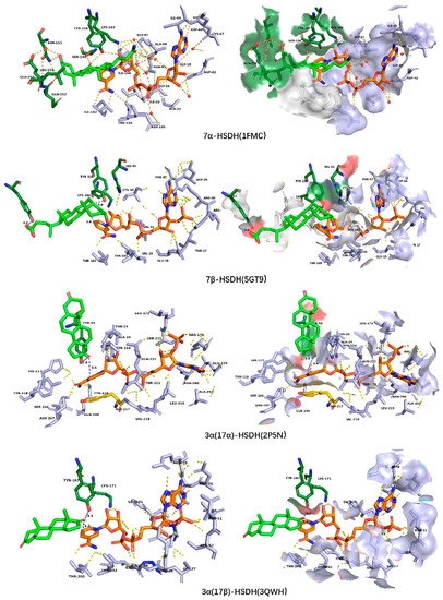 Molecular Mechanism Study on Stereo-Selectivity of α or β ...