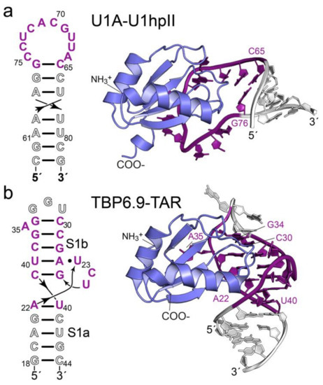 Affinity and Structural Analysis of the U1A RNA Recognition Motif with ...