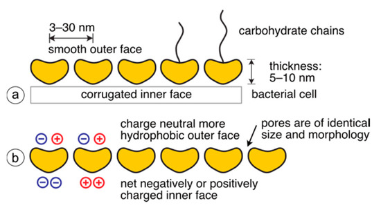 Patterns in Nature—S-Layer Lattices of Bacterial and Archaeal Cells