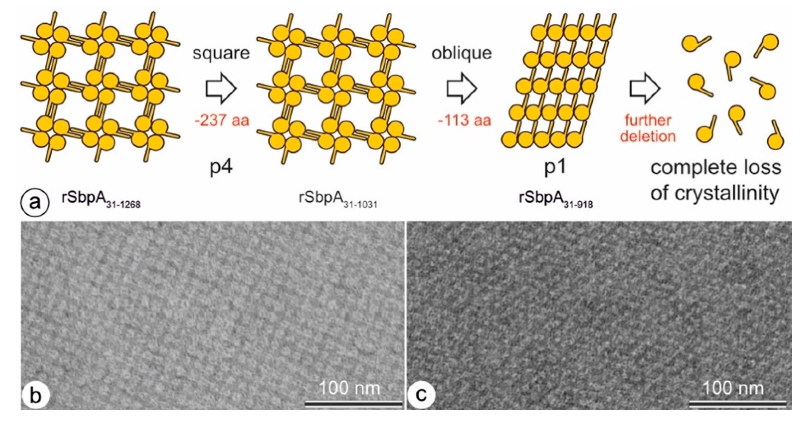 Patterns in Nature—S-Layer Lattices of Bacterial and Archaeal Cells