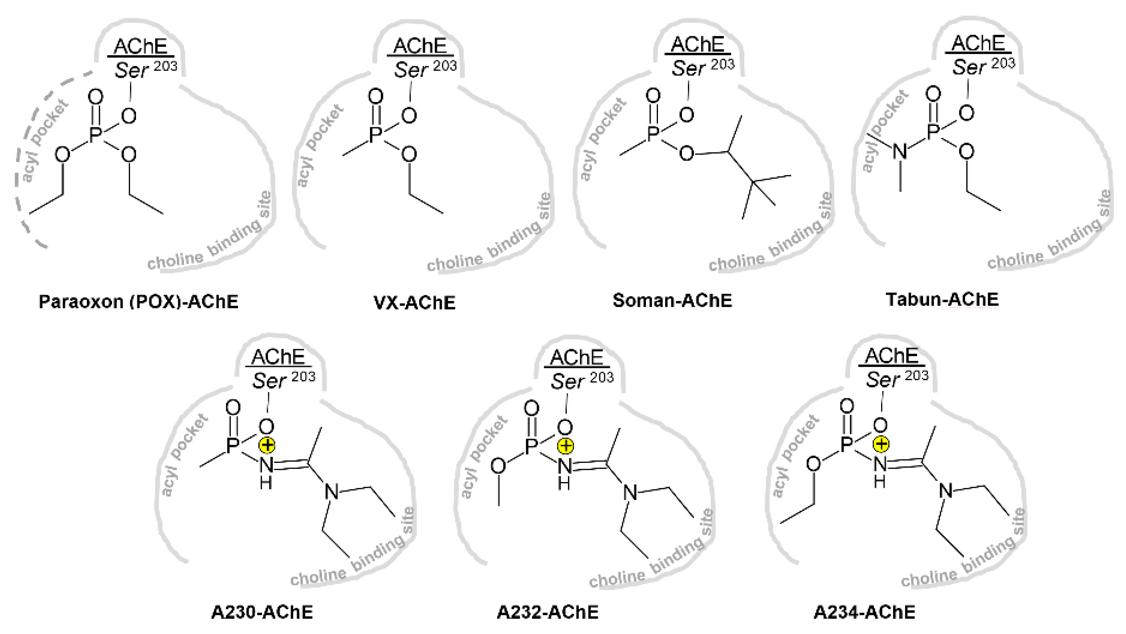 Backbone Conformation Shifts in X-ray Structures of Human ...