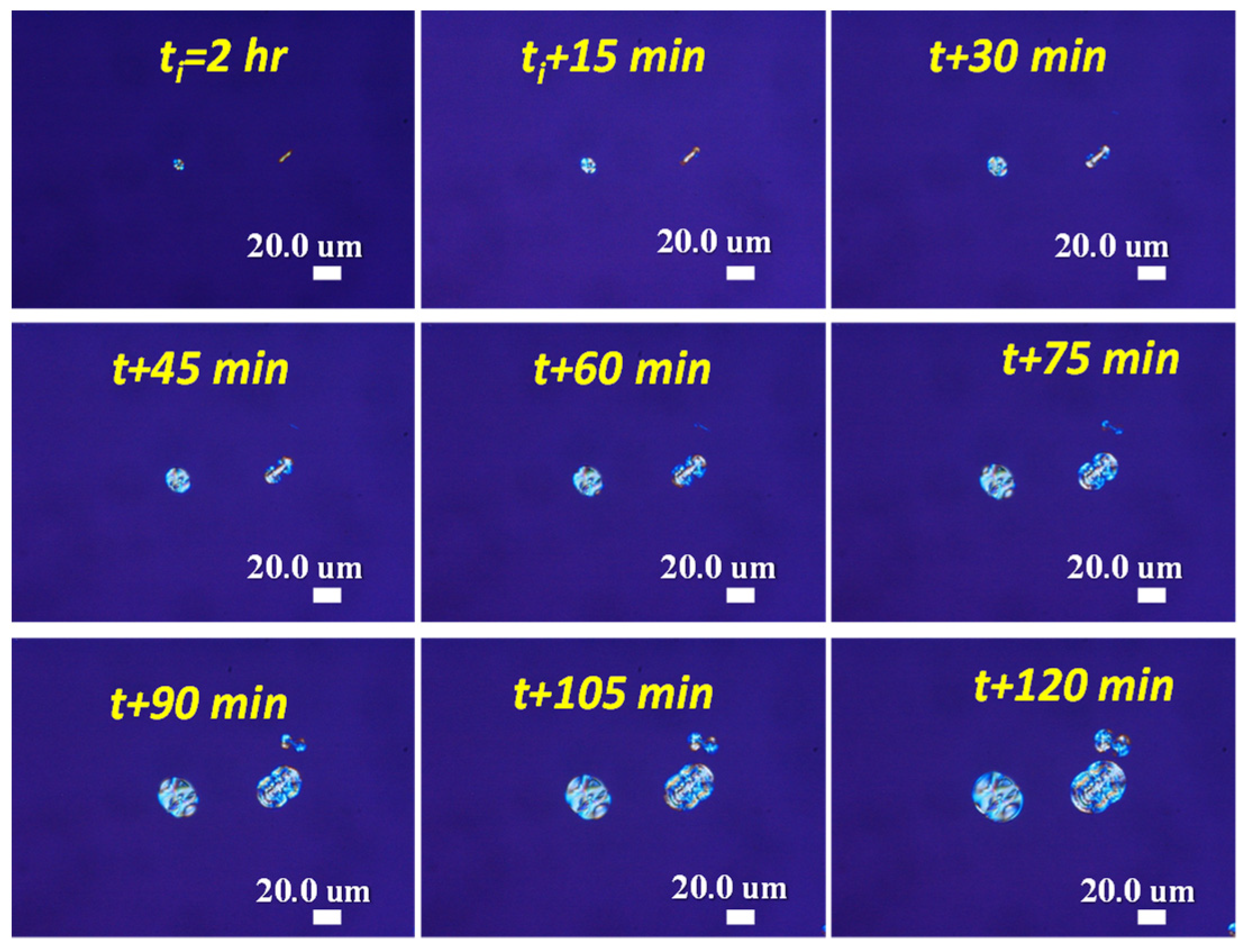 In-Situ Growth of Nucleus Geometry to Dual Types of Periodically Ringed ...