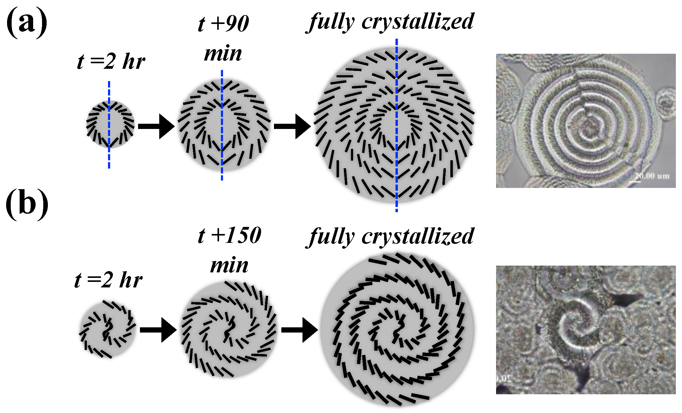 In-Situ Growth of Nucleus Geometry to Dual Types of Periodically Ringed ...