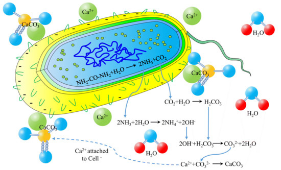 Critical Review of Solidification of Sandy Soil by Microbially Induced ...