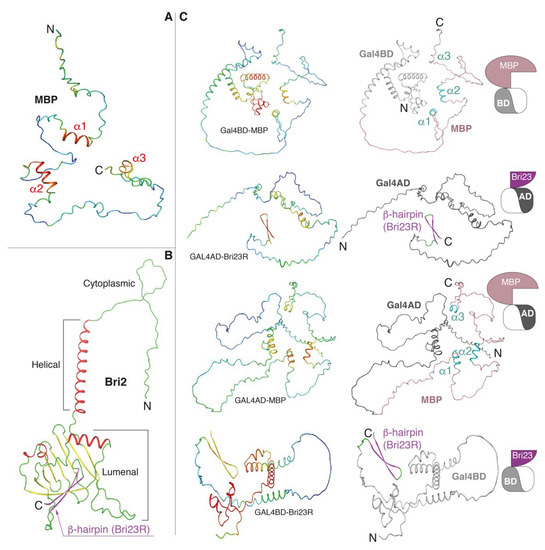 Deconvolution of the MBP-Bri2 Interaction by a Yeast Two Hybrid System ...