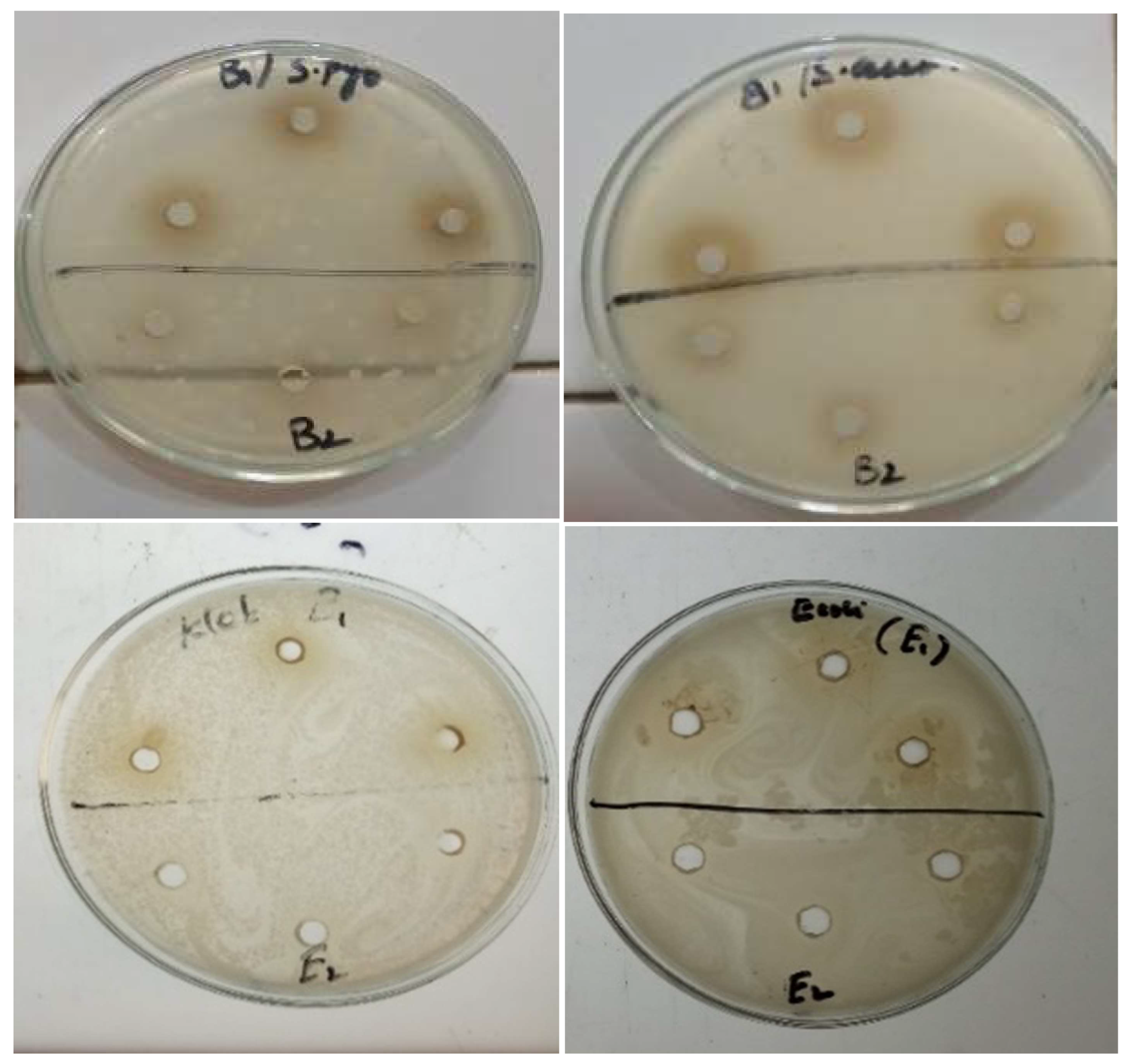 Bio-Synthesized Tin Oxide Nanoparticles: Structural, Optical, and ...