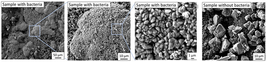 Self-Healing of Cementitious Materials via Bacteria: A Theoretical Study