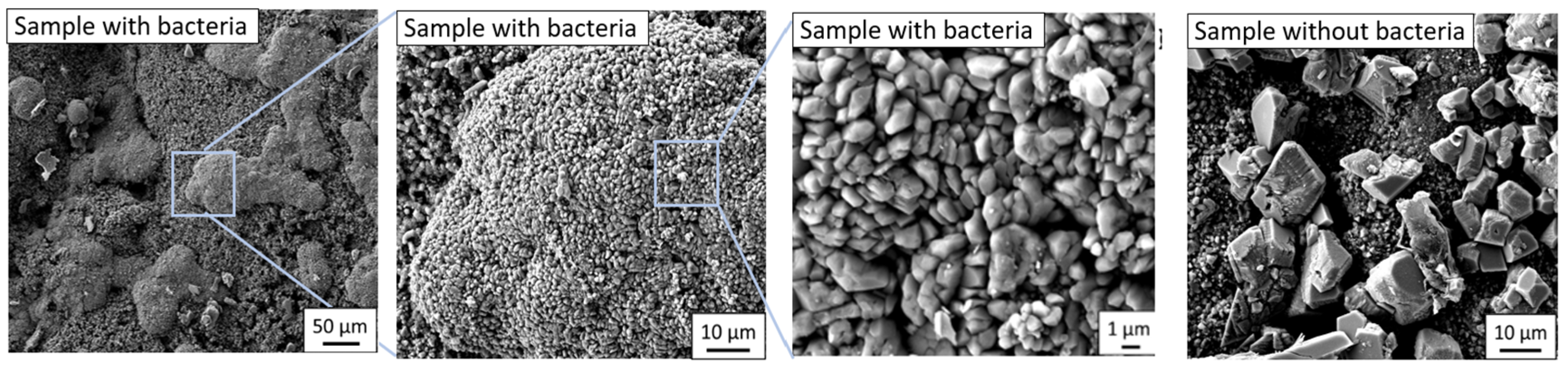 Self-Healing of Cementitious Materials via Bacteria: A Theoretical Study