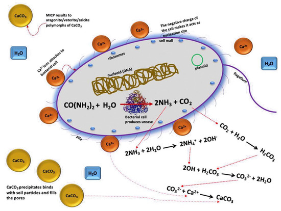A Biomineralization, Mechanical and Durability Features of Bacteria ...