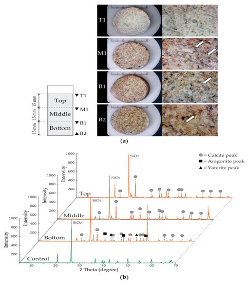 A Biomineralization, Mechanical and Durability Features of Bacteria ...