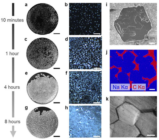 Crystals | Free Full-Text | Research Progress of Anode-Free Lithium ...