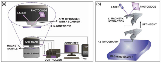 Magnetic Force Microscopy of Multiferroic Bulk Ceramic Oxides
