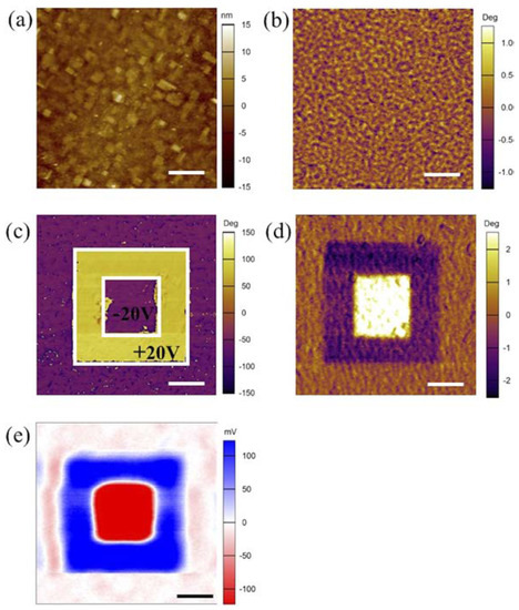 Magnetic Force Microscopy of Multiferroic Bulk Ceramic Oxides