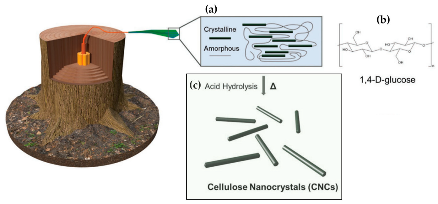 Mimicking Natural-Colored Photonic Structures with Cellulose-Based Materials