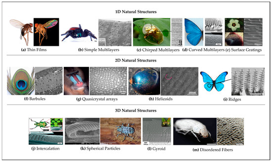 Mimicking Natural-Colored Photonic Structures with Cellulose-Based ...