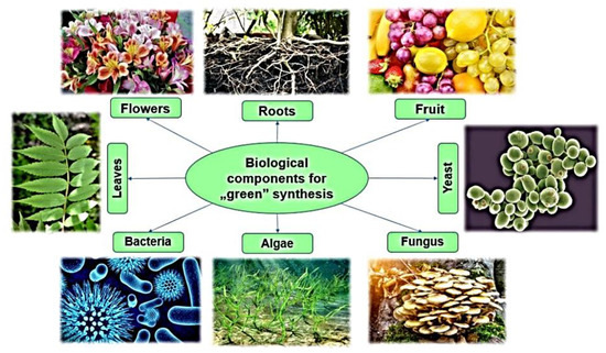 Green Synthesis of Nanoparticles and Their Energy Storage ...