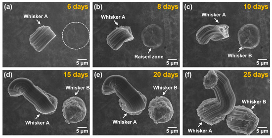 Surface-Energy-Driven Tin Whisker Growth on Pure Tin