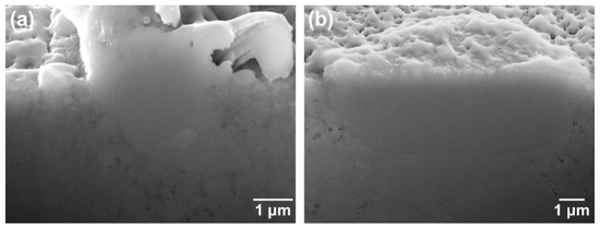 Surface-Energy-Driven Tin Whisker Growth on Pure Tin