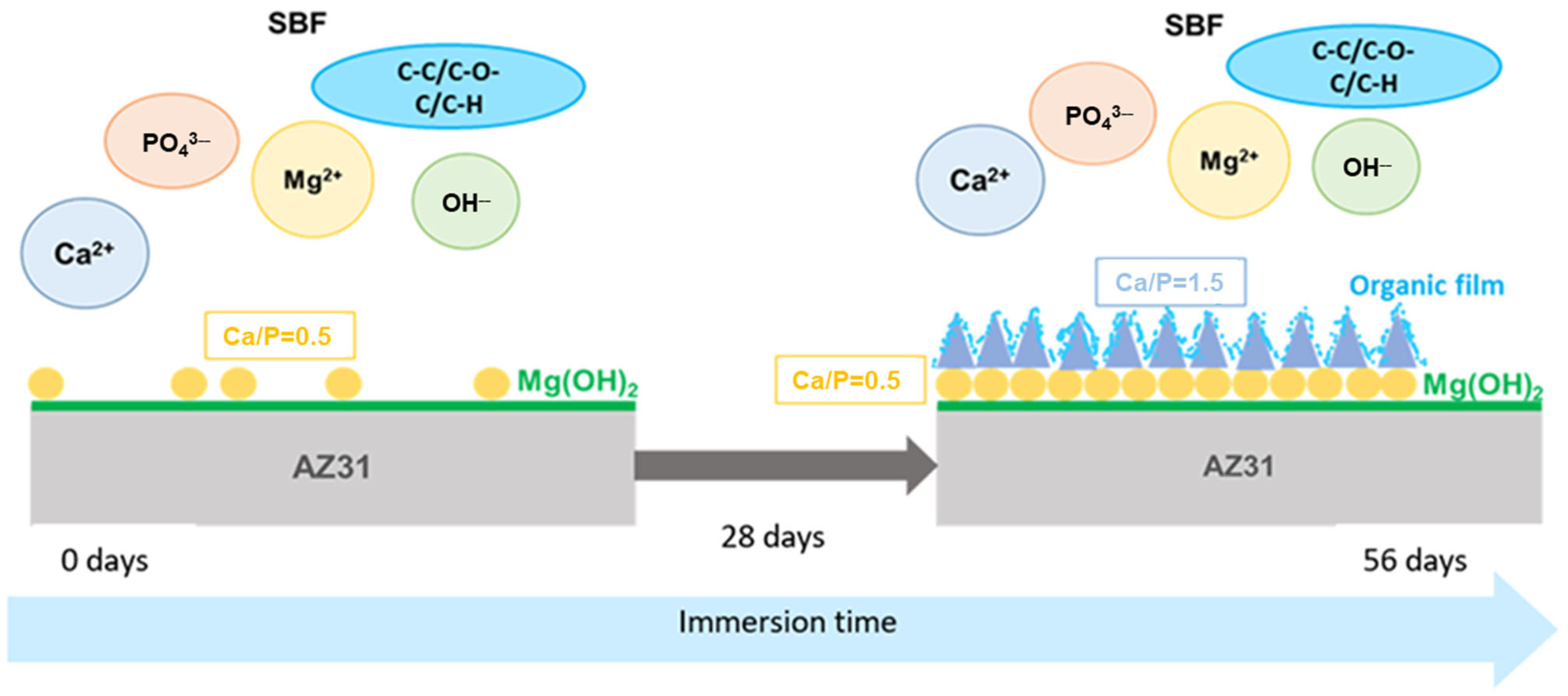 Surface Characterization of AZ31 Alloy after Long-Term Immersion in ...