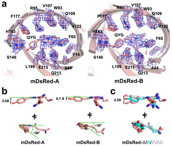 Structural Flexibility of the Monomeric Red Fluorescent Protein DsRed
