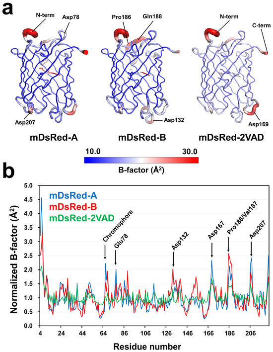 Structural Flexibility of the Monomeric Red Fluorescent Protein DsRed