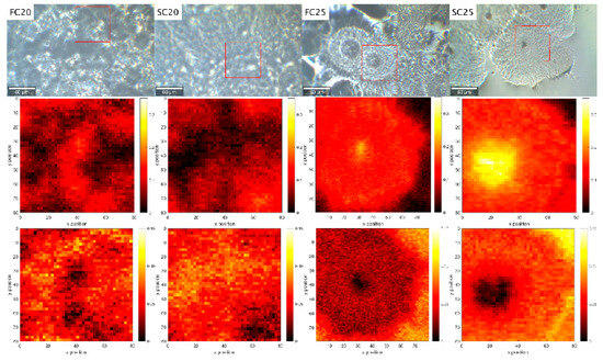 Insights in the Structural Hierarchy of Statically Crystallized Palm Oil