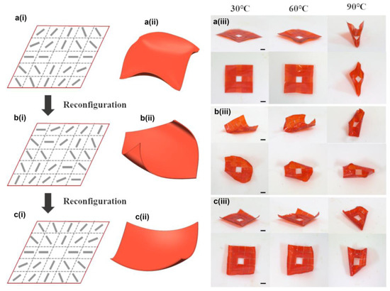 Reconfigurable Liquid Crystal Elastomer Director Patterns for Multi-Mode Shape Morphing