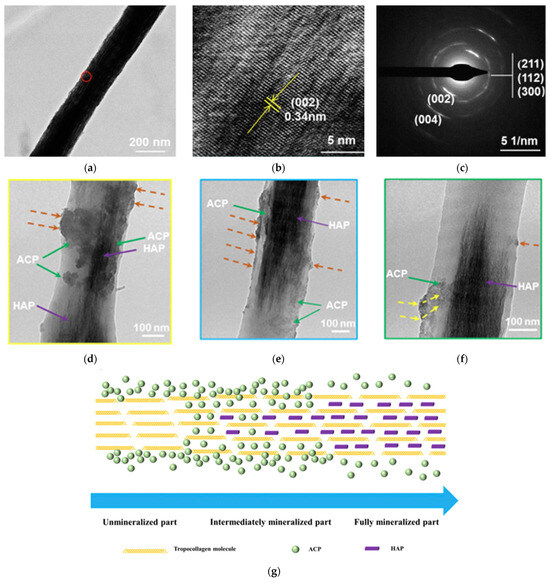 The “Forgotten” Hydroxyapatite Crystals in Regenerative Bone Tissue ...