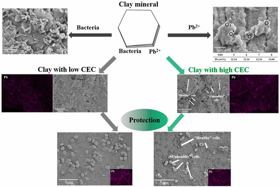 Clay-Based Materials for Heavy Metals Adsorption: Mechanisms ...