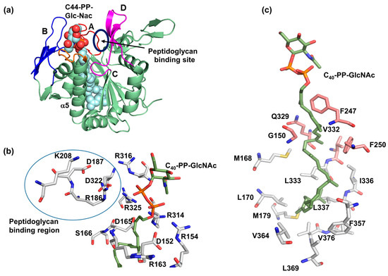 Crystallographic and NMR Study of Streptococcus pneumonia LCP Protein ...
