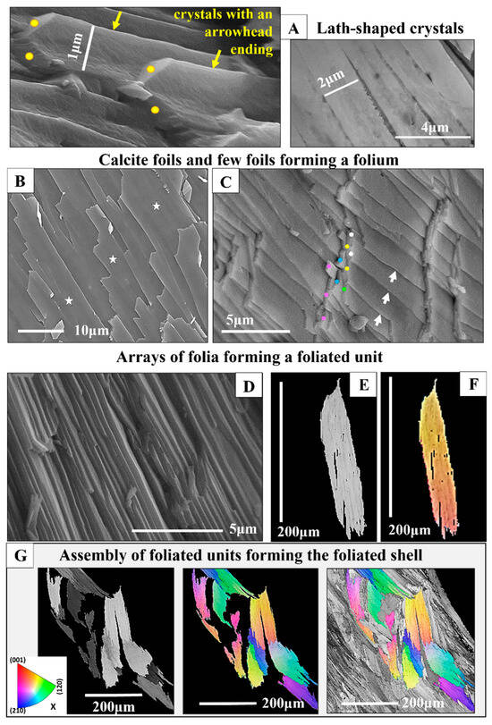 The Textural Motif of Foliated Calcite in Ostreoidea (Mollusca)