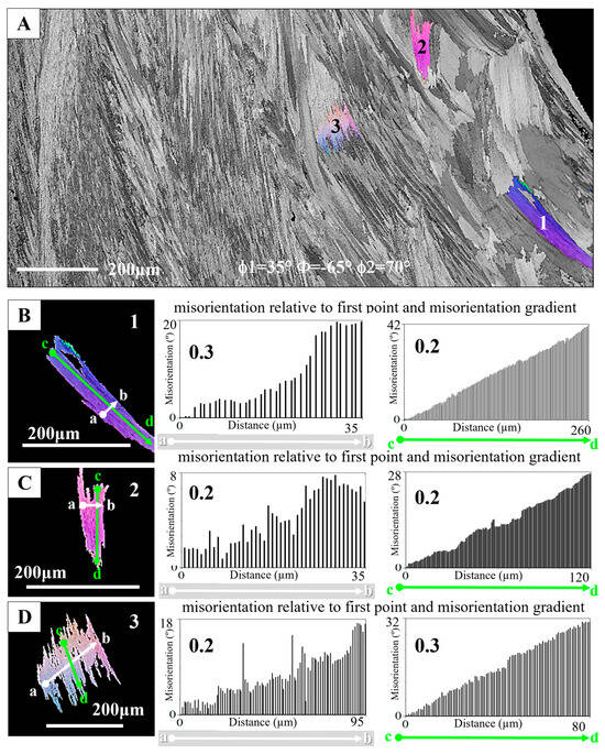 The Textural Motif of Foliated Calcite in Ostreoidea (Mollusca)