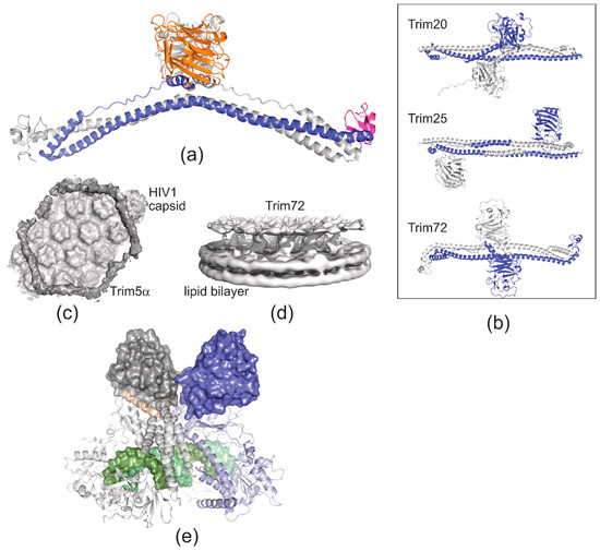 The B30.2/SPRY-Domain: A Versatile Binding Scaffold in Supramolecular ...