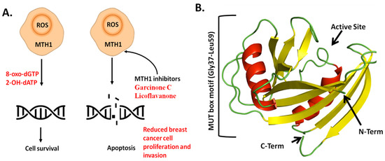 Structure-Based Identification of Natural MTH1 Inhibitors for Breast ...