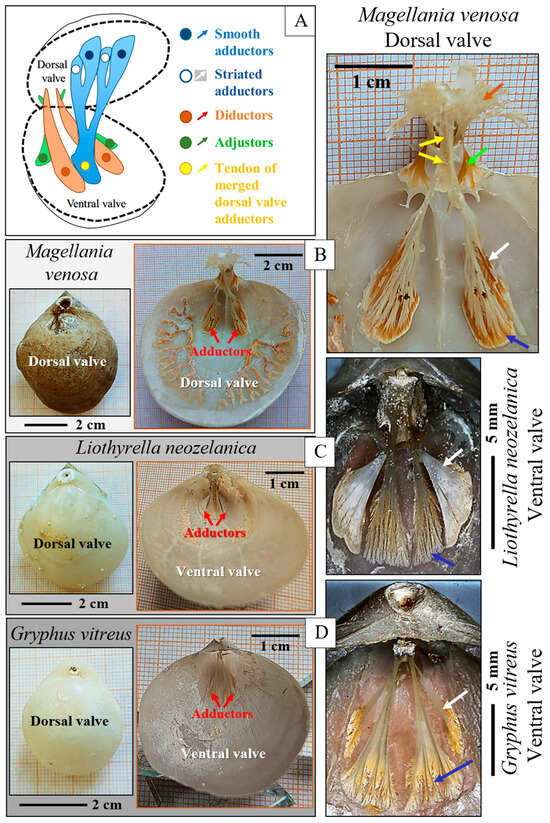 Crystal Organisation of Muscle Attachment Sites of Bivalved Marine ...