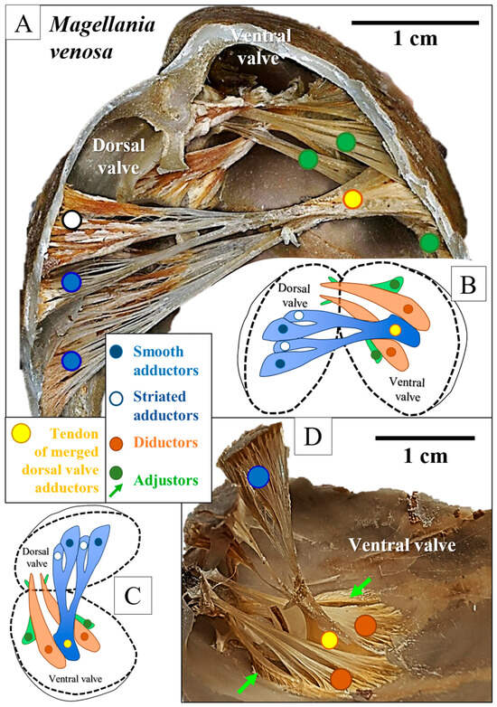 Crystal Organisation of Muscle Attachment Sites of Bivalved Marine ...
